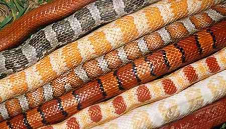 Corn Snakes Colors