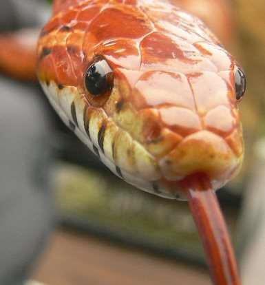Corn Snake Care Sheet - Corn Snake