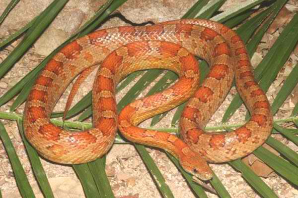 Caring Tips for Your Corn Snake - Corn Snake