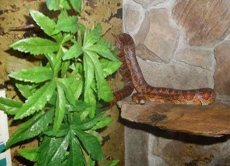 Training and Taming Your Corn Snake - Corn Snake